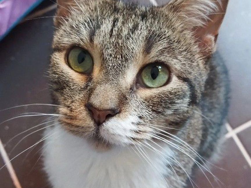 Кот Вольтик