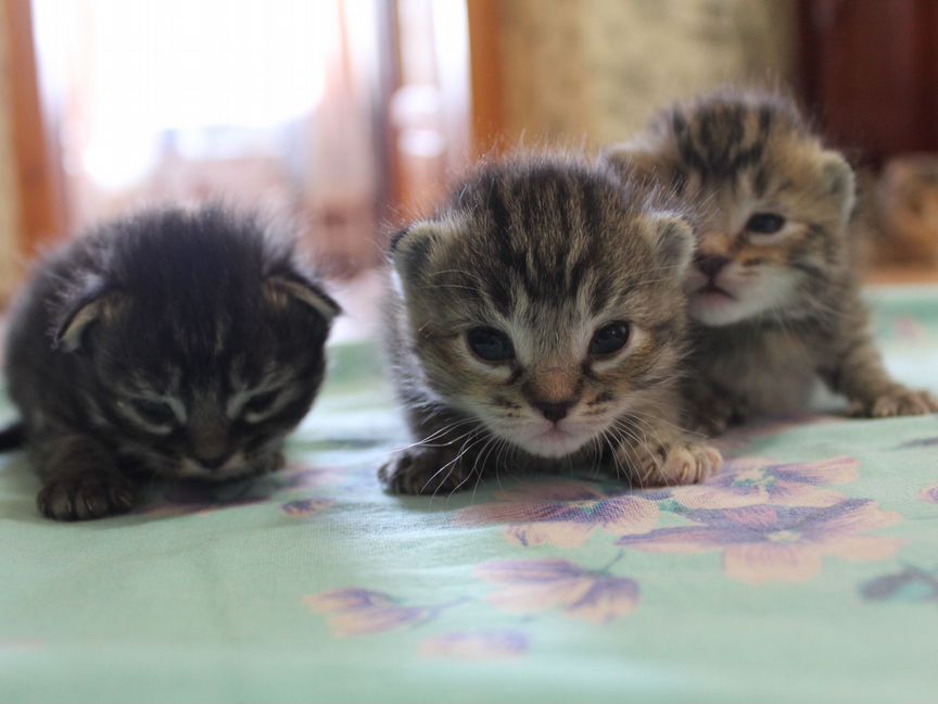 Кошечки