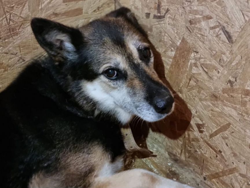 Собаке страшно в приюте