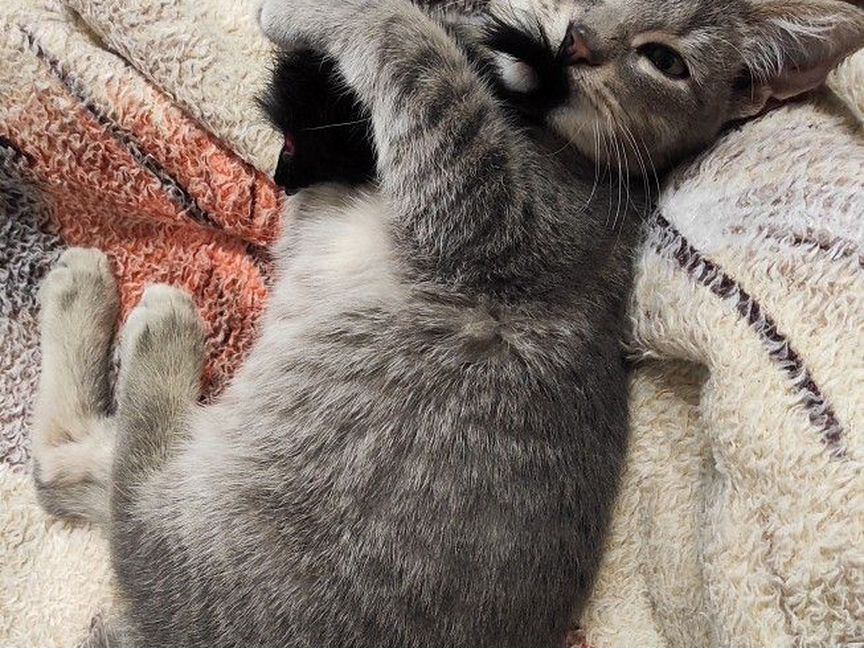 Котенок в добрые руки