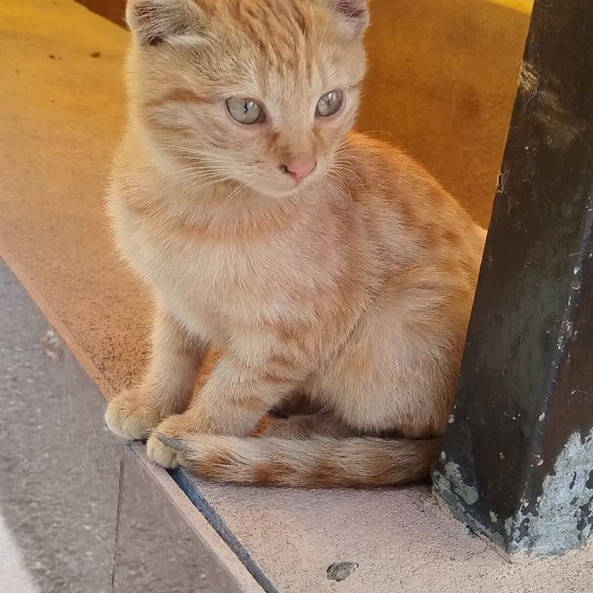 Котенок в добрые руки