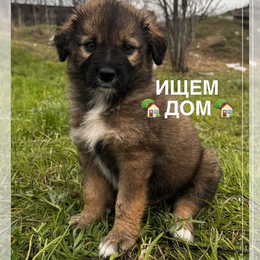 Щенок в добрые руки