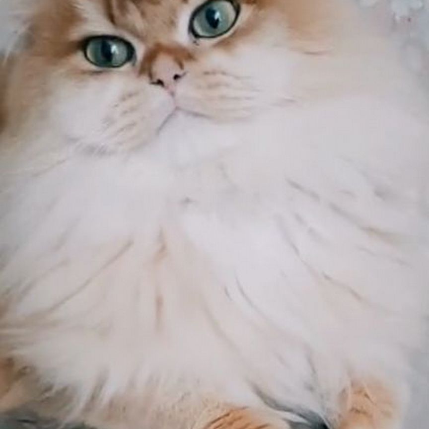 Золотой британский кот