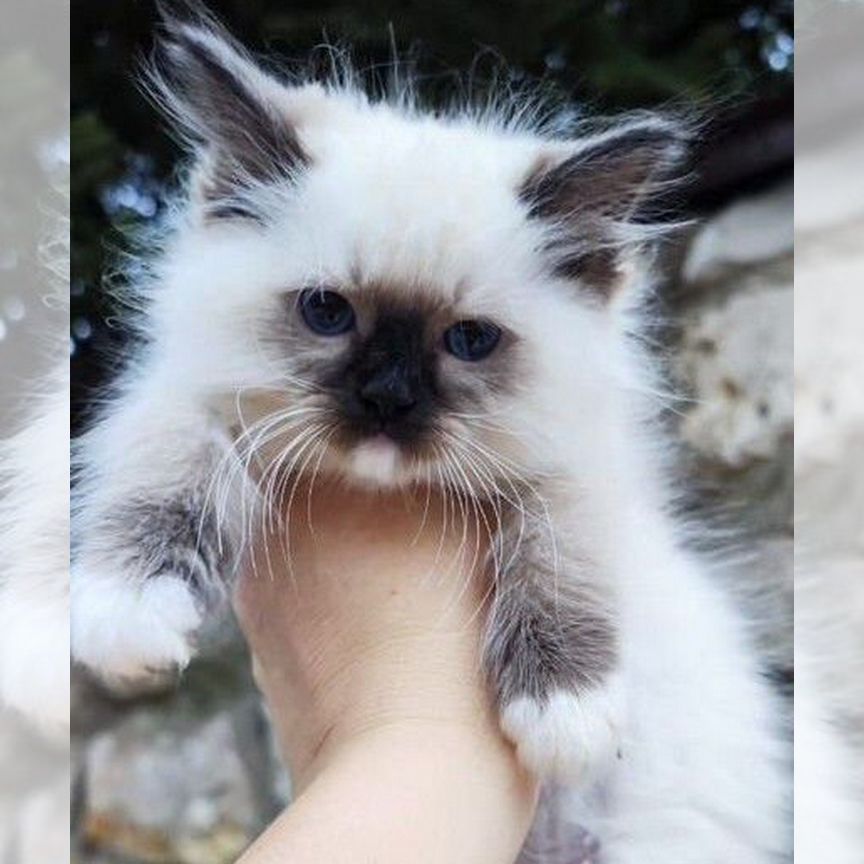 Малышка рэгдолл 2 мес