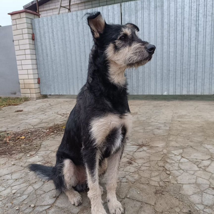 Собака в добрые руки
