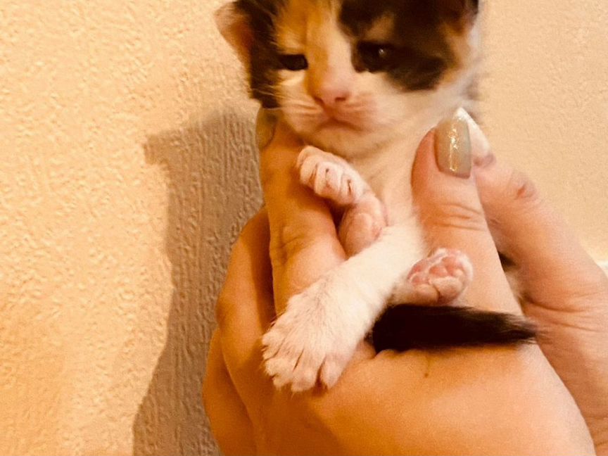 Котята мейн-кун