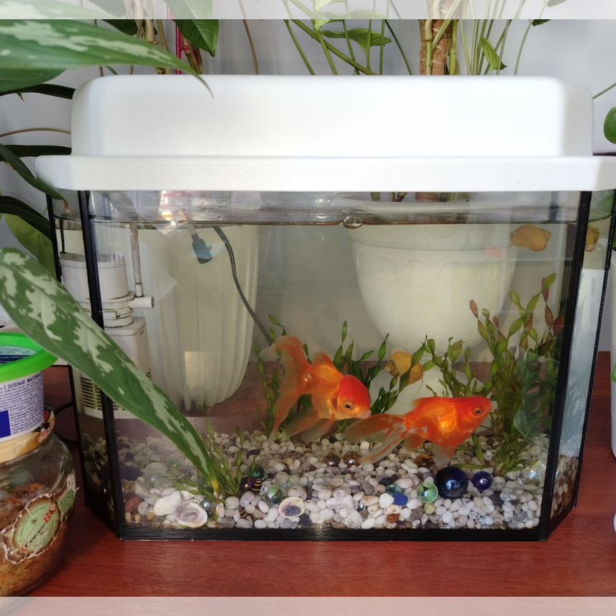 Продам аквариум с двумя золотыми рыбками