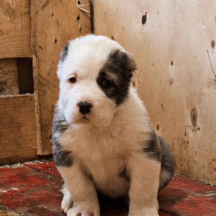 Пират супер тяжелая девочка