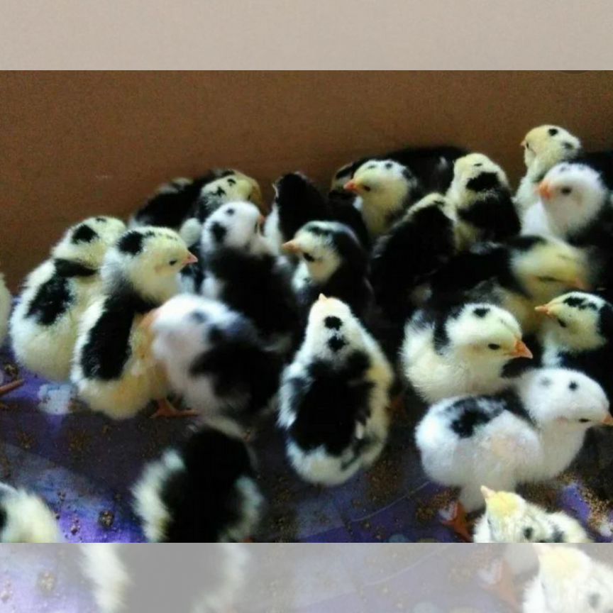 Выведу цыплят ливенской ситцевой и черно белой