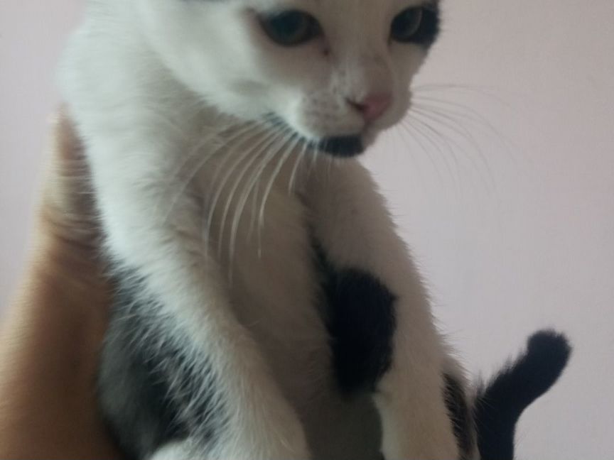 Котик черно- белый