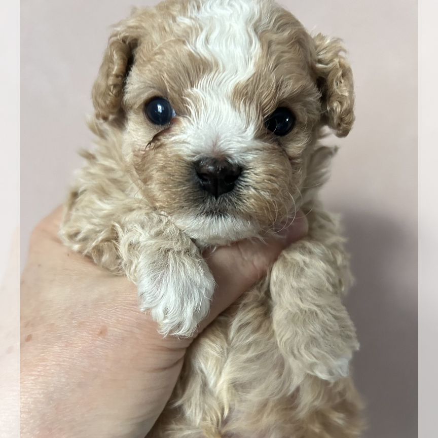 Мальтипу, щенок