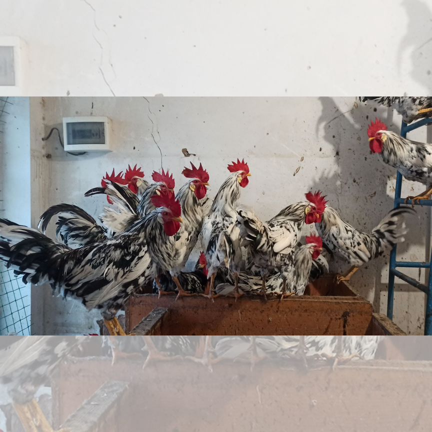 Молодые петухи