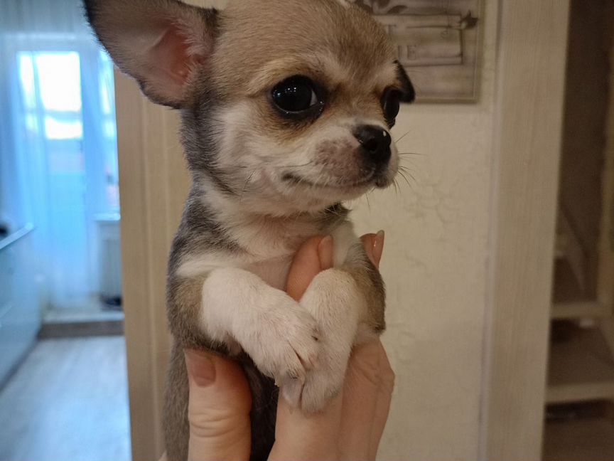 Чихуахуа мини девочка