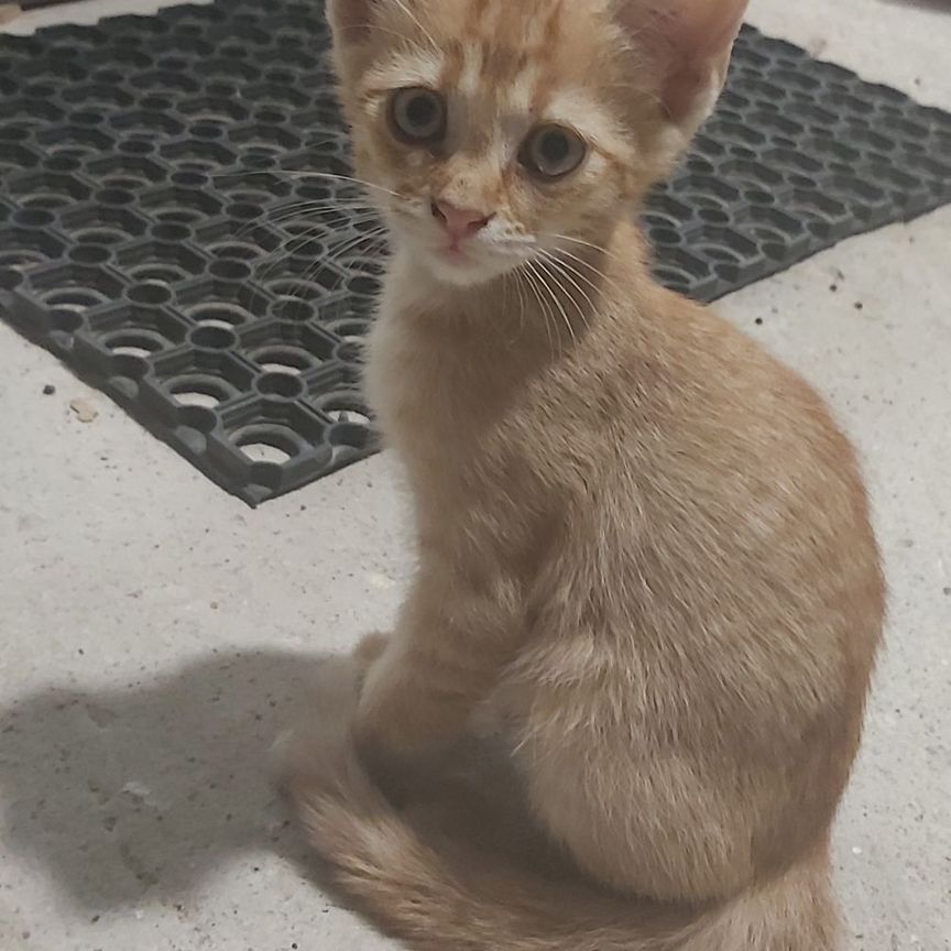 Кошка