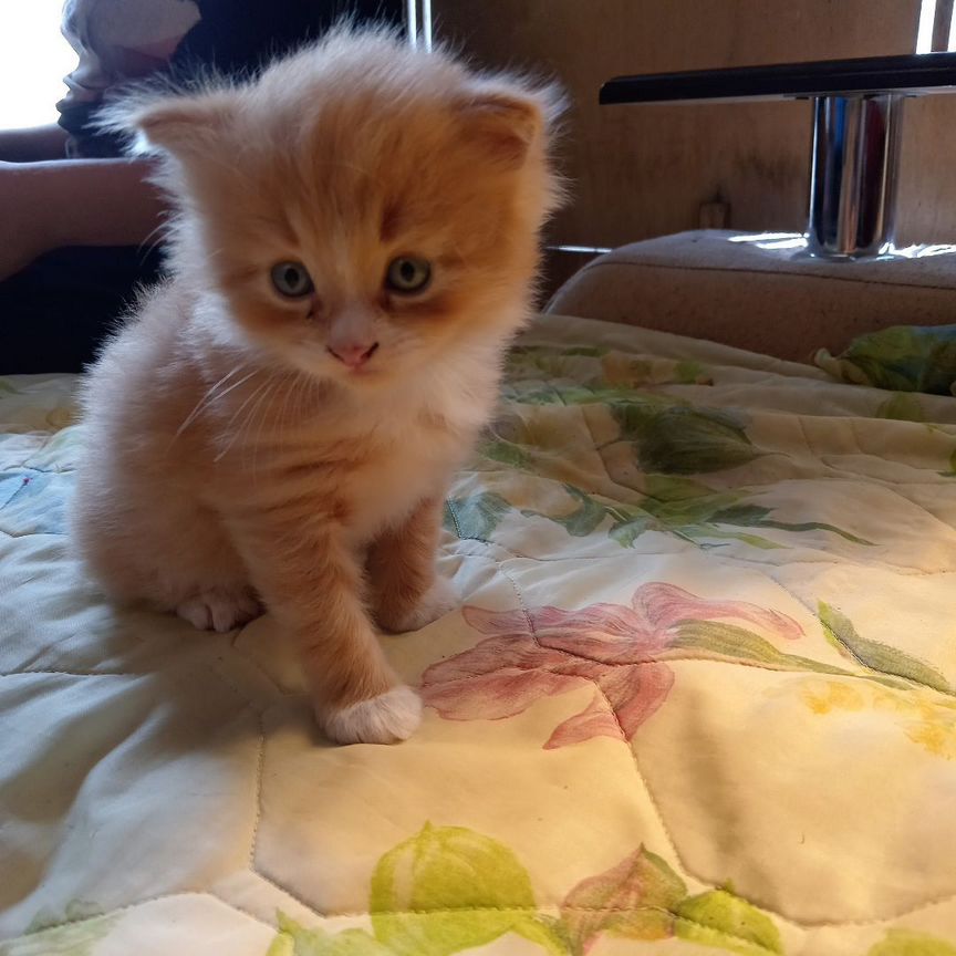 Кот от мамы мышеловки