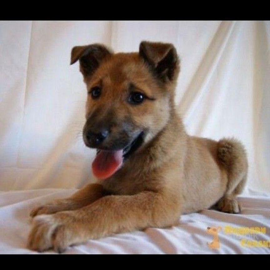 Метис 3,5 мес, доставка