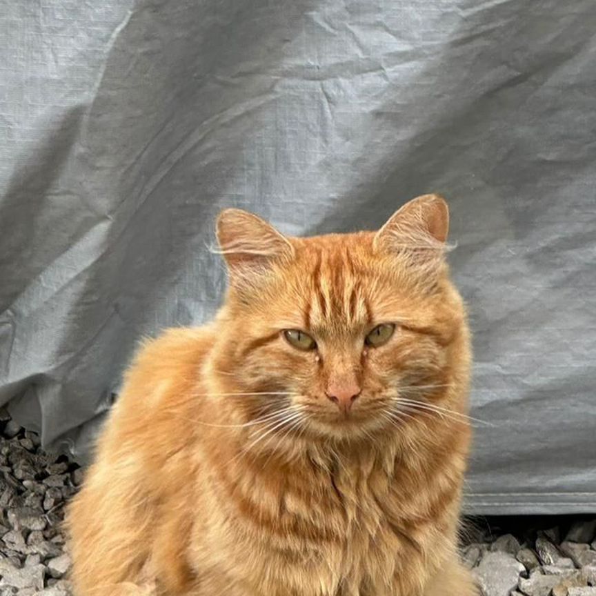 Шикарный рыжий кот