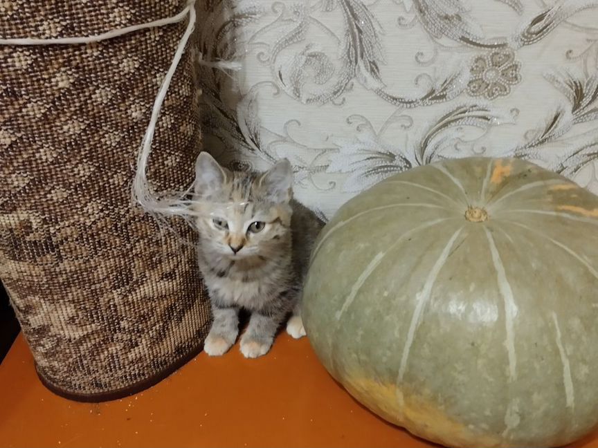 Кошечка