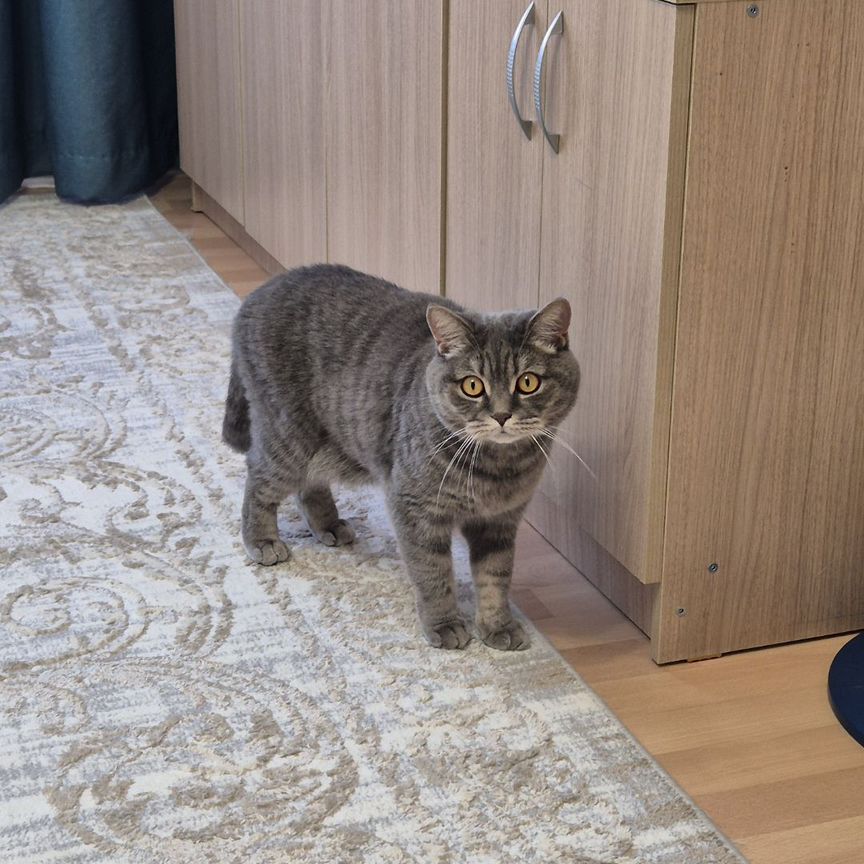 Отдам кота в добрые руки