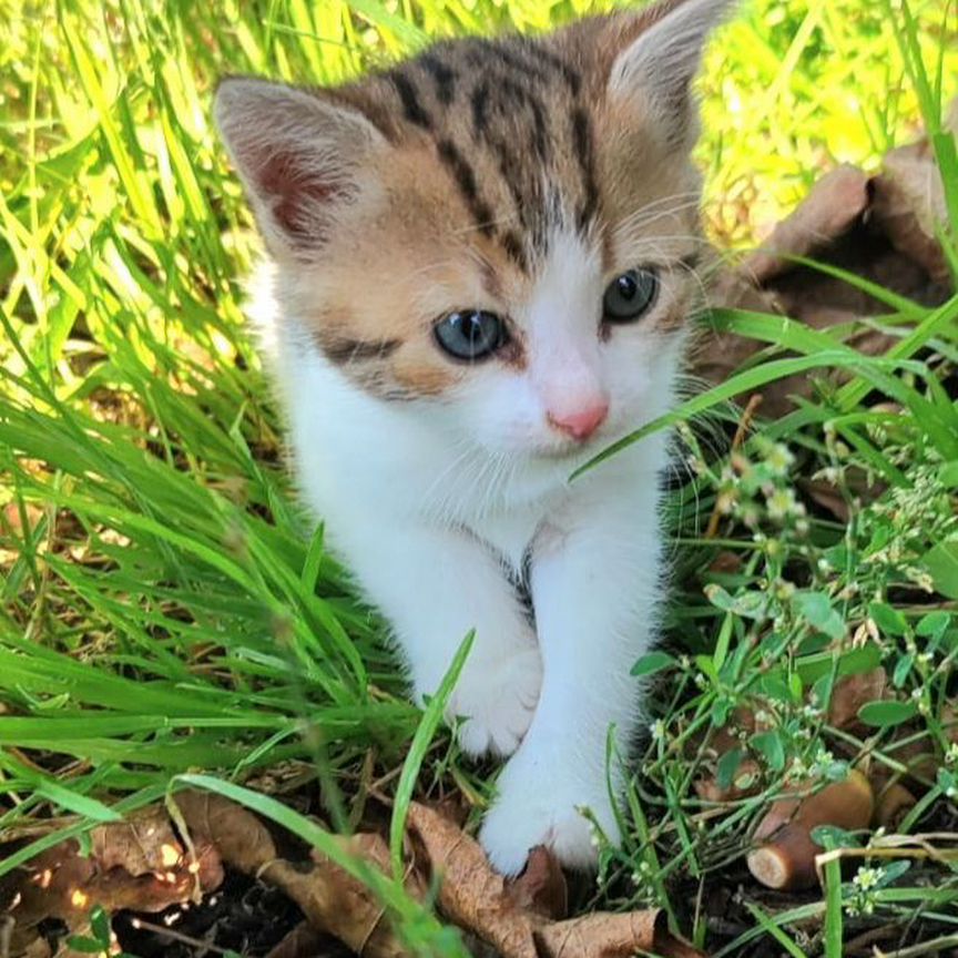 Очаровательная и привлекательная девочка котенок