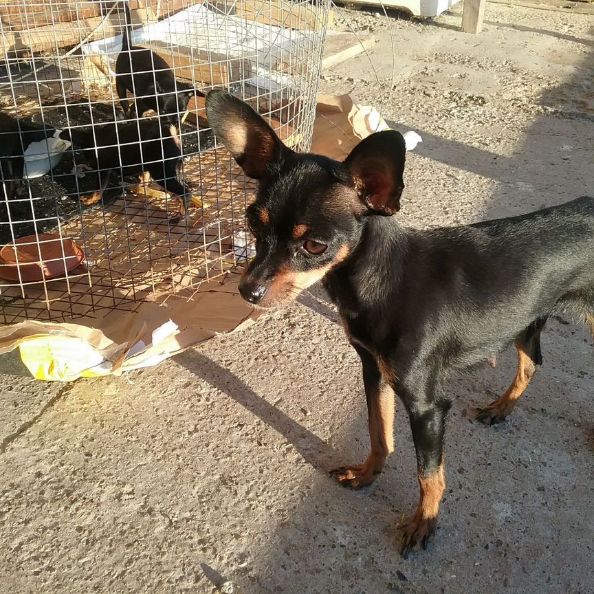 Щенки русский той-терьер три мальчика продам 10тр