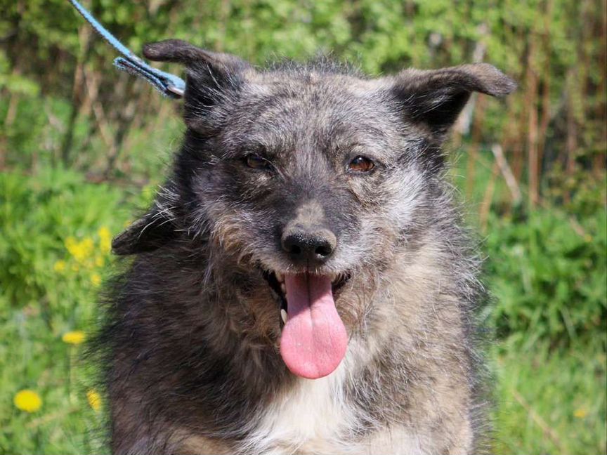 Олли, собака 2х лет ищет дом