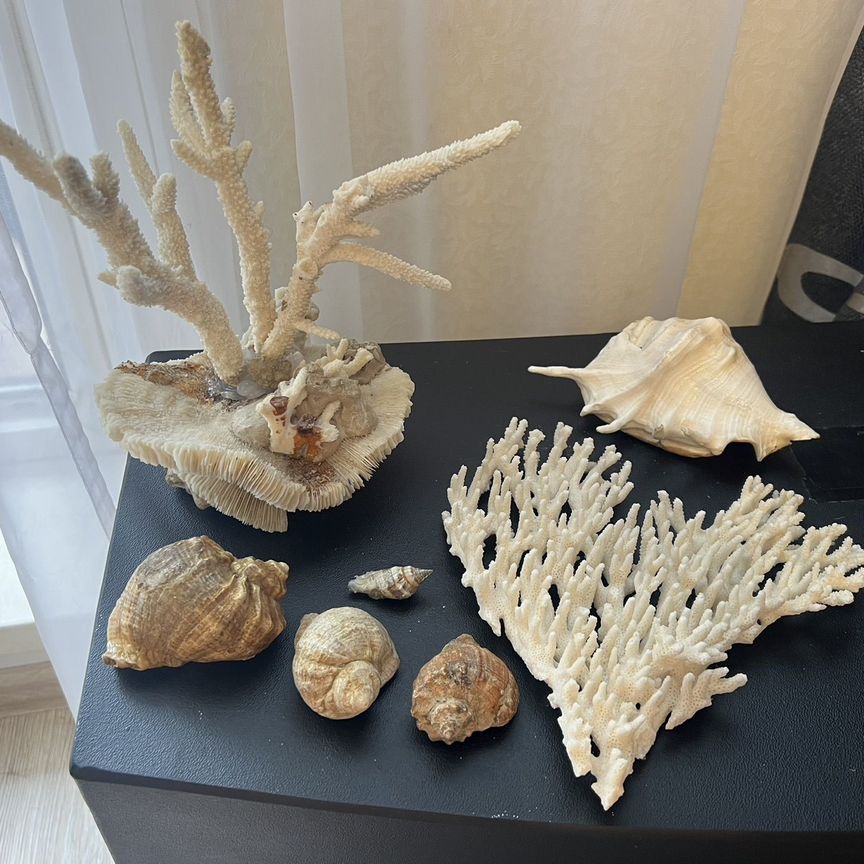 Кораллы и ракушки для аквариума