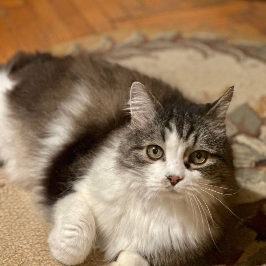 Не стало хозяйки