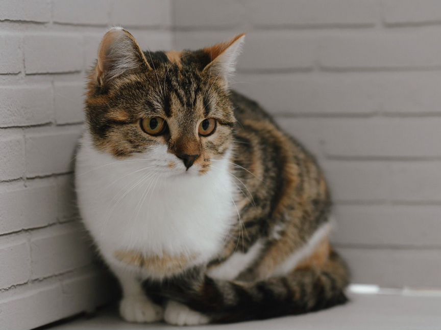 Котенок Рыся ищет семью