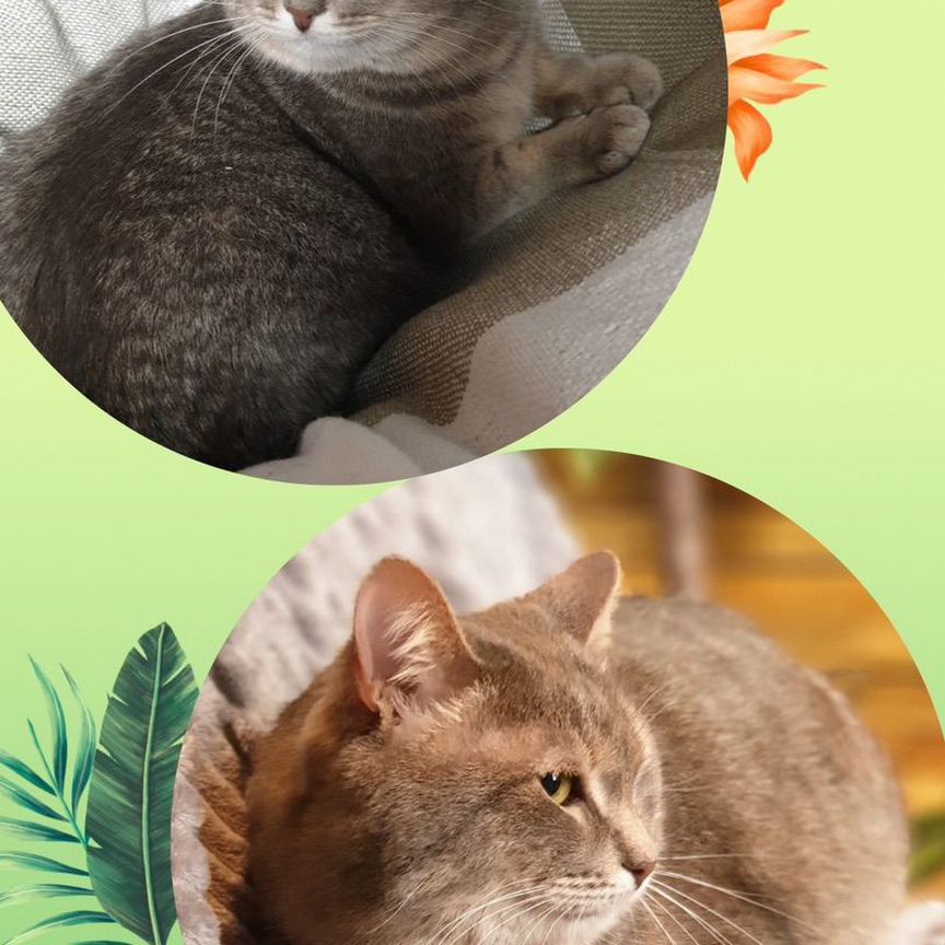 Кот красавец в заботливые руки