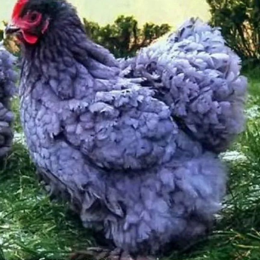 Куры карликовый кохинхин