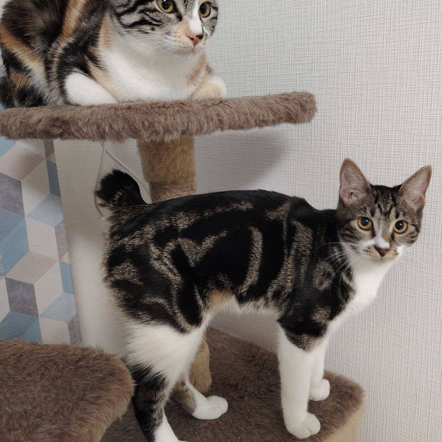 Курильский бобтейл короткошёрстный котёнок
