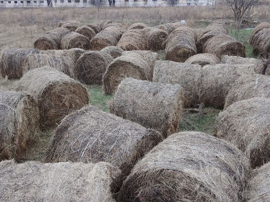Продам сено в рулонах