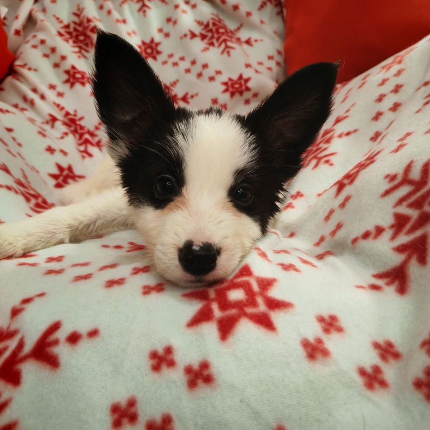 Щенок ищет дом