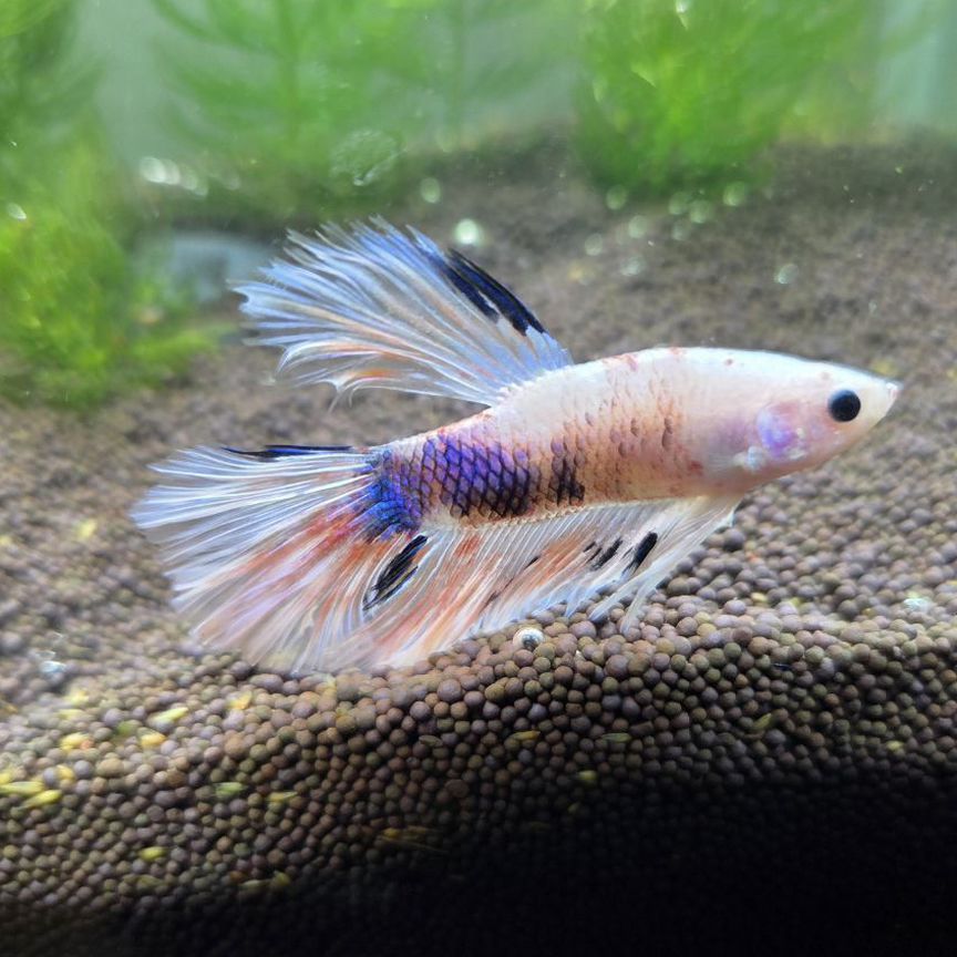 Рыбка бойцовая петушок