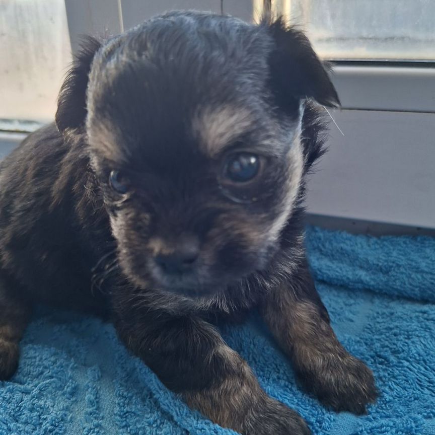 Йоркширский терьер, щенок