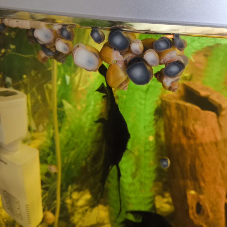 Улитки крупные