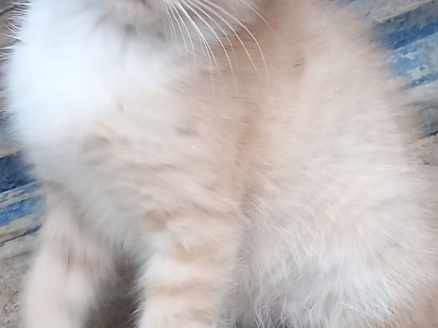Котик-мальчик 2 месяца