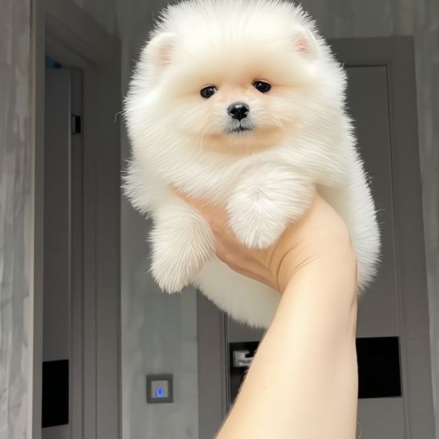 Померанский шпиц, щенок