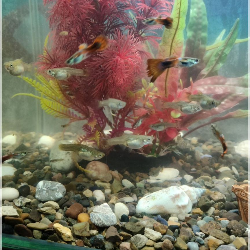 Аквариумные рыбки гуппи