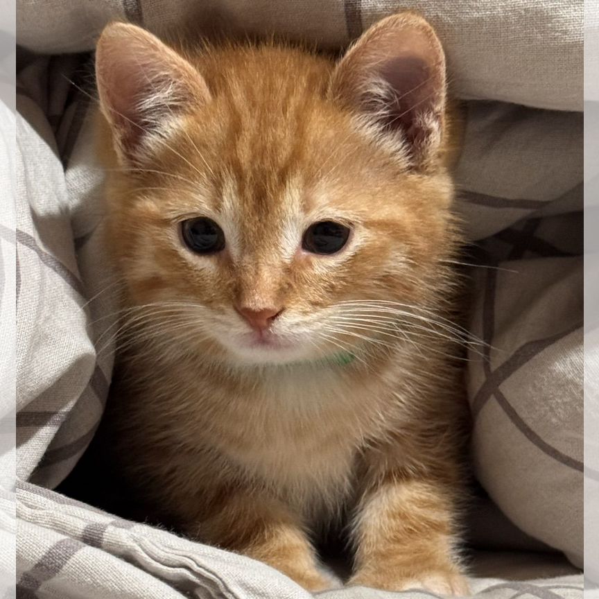 Котёнок в добрые руки