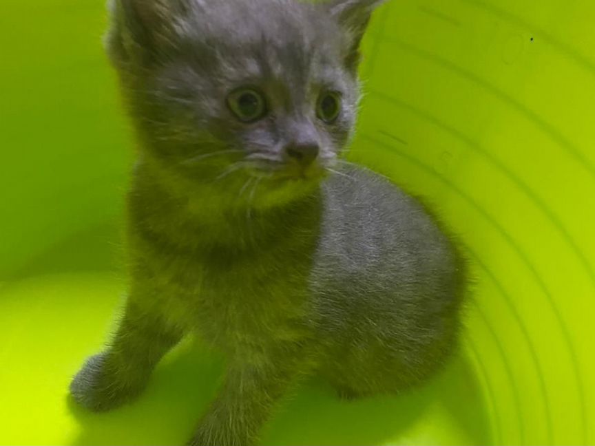 Британец в добрые руки