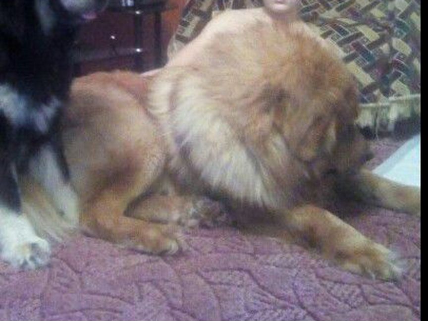 Тибетский мастиф вязка