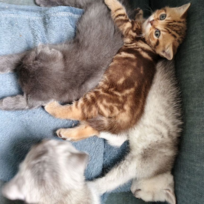 Шотландский прямоухий короткошёрстный котёнок