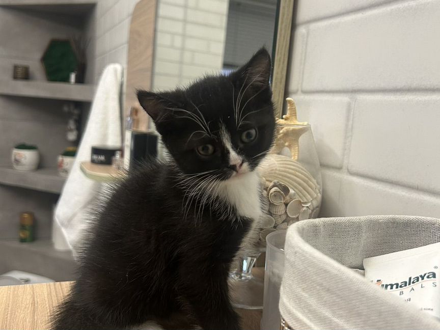 Шотландская прямоухая котята