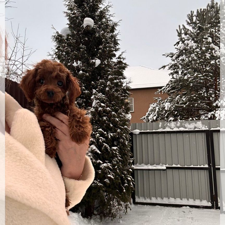 Той-пудель, щенок