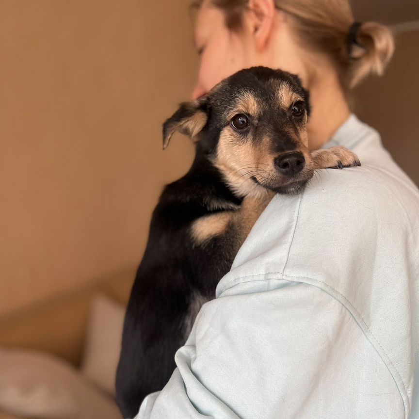 Щенок в добрые руки