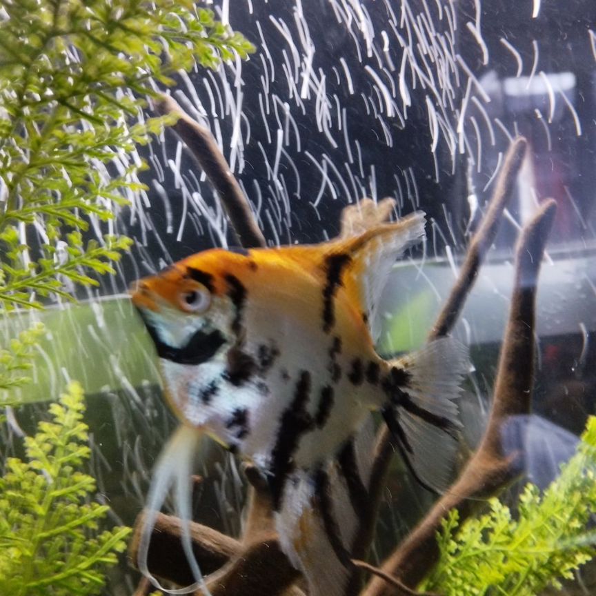 Гурами и скалярия