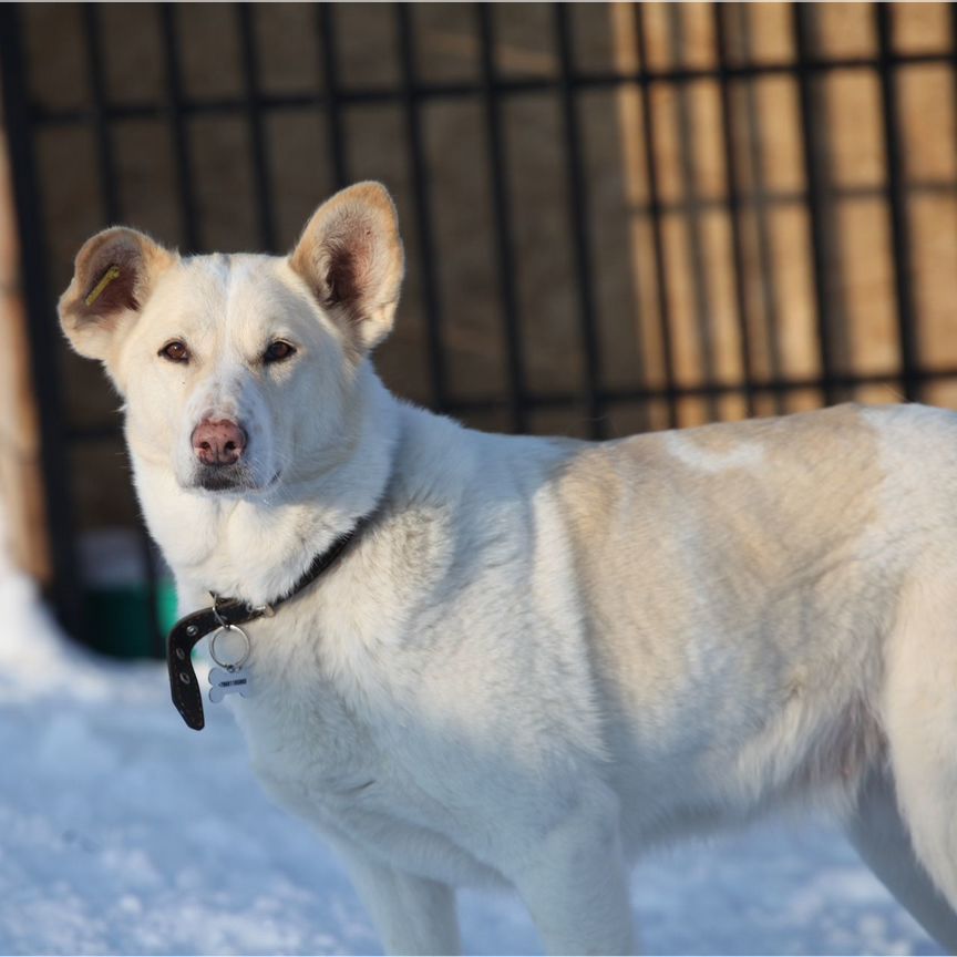 Лайка, взрослая собака