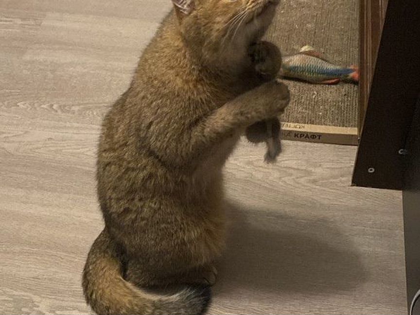 Вязка - Британская золотая шиншилла